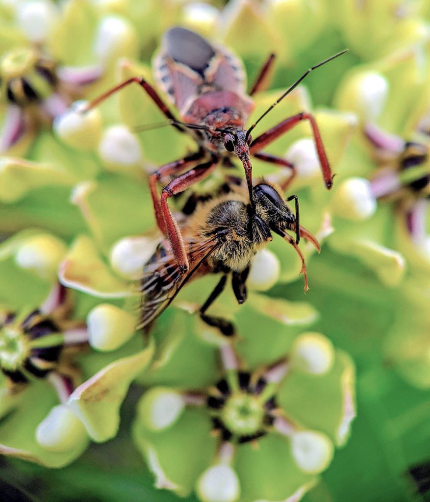 MACRO & DETAILS WINNERS | 12TH ANNUAL MPA - Mobile Photography Awards